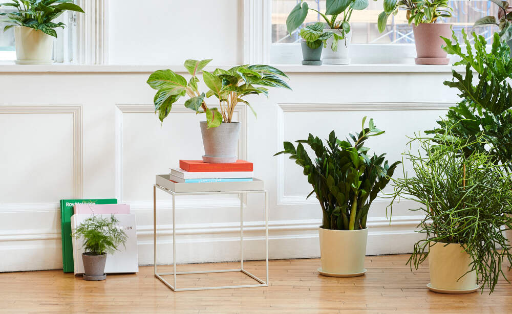 Kvetináče Botanical od HAY | DesignVille